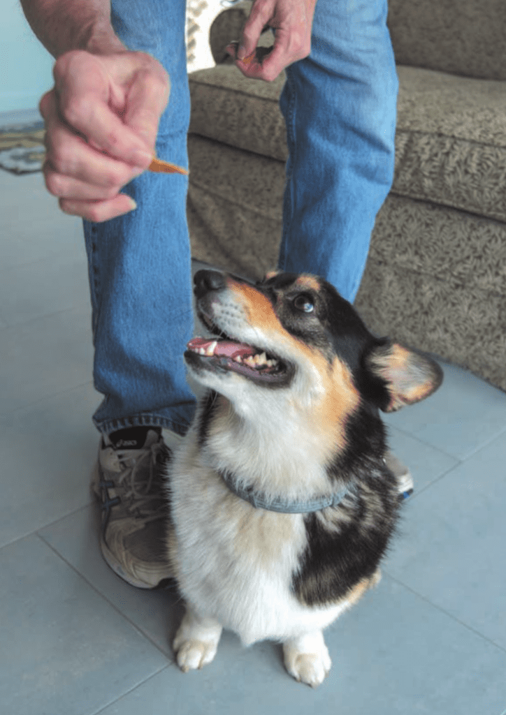 Molly, le chien de Stephen King, lui aurait inspiré une histoire ...